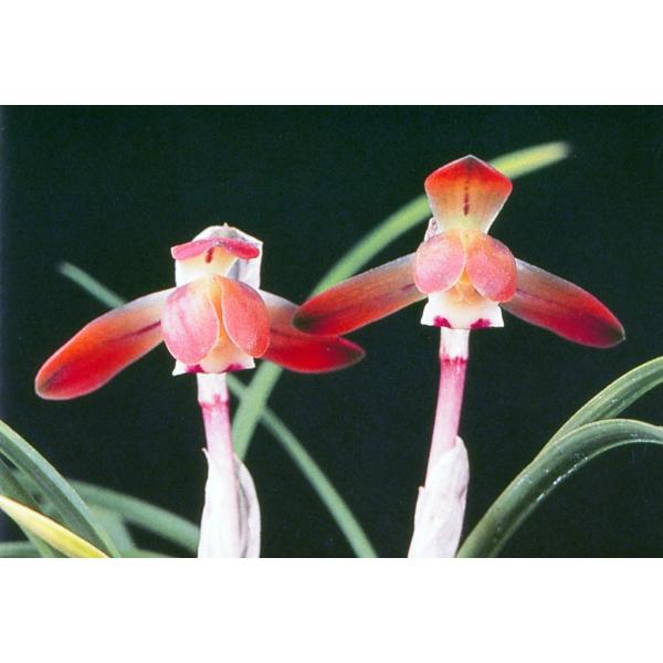 花は紅赤色で小型の抱え咲き。葉は細葉で垂れる。花つきは非常に良い、女雛（めびな）です。新木上木３条立・根巻き仕立でのお届けとなります。