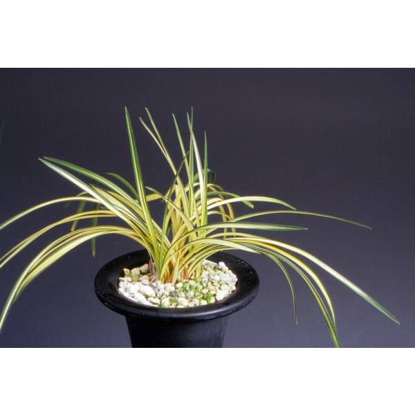 葉先の緑冠のかぶりもよく、中透け、中押し縞の一級品の八雲錦（やぐもにしき）です。新木上木３条立・根巻き仕立でのお届けとなります。