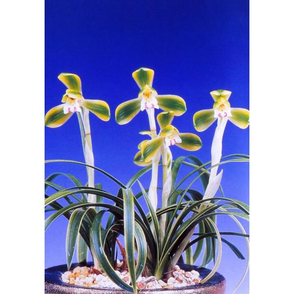 抱え咲きの特に選別された本性品の山の端（やまのは）です。新木上木３条立・根巻き仕立でのお届けとなります。