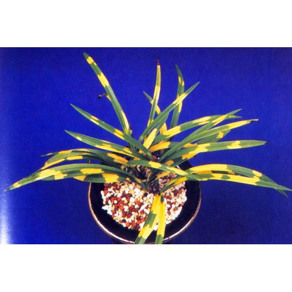 極黄の切り虎斑が特徴の輪波の花（わなみのはな）です。新木上木３条立・根巻き仕立でのお届けとなります。