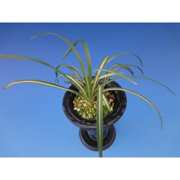 濃緑色の覆輪に白の中透け縞が特徴の国王殿（こくおうでん）です。新木上木３条立・根巻き仕立でのお届けとなります。