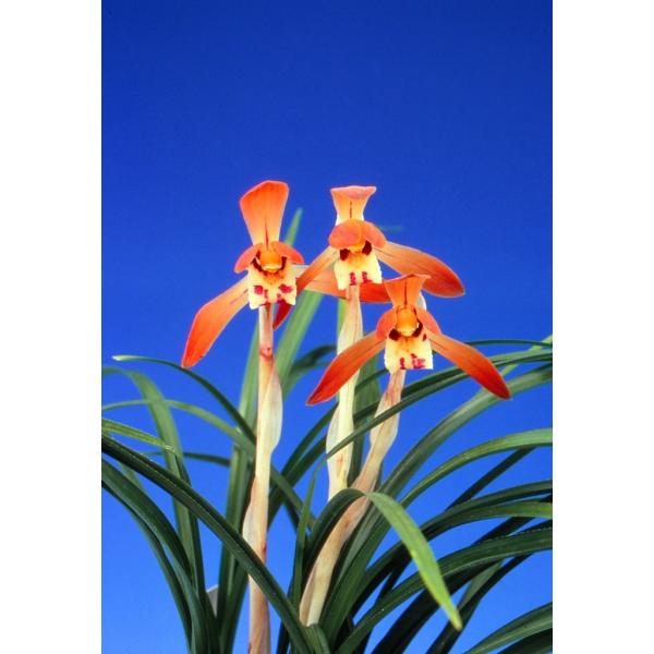 紅花の大輪で発色が良く、幅広長円弁の平肩咲きの東源（とうげん）です。新木上木３条立・根巻き仕立でのお届けとなります。