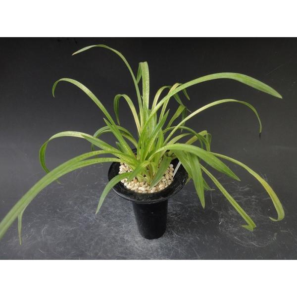 広葉で立葉性。「守門竜」と同様に蛇皮斑を現す、越後大蛇（えちごおろち）です。新木上木３条立・根巻き仕立でのお届けとなります。