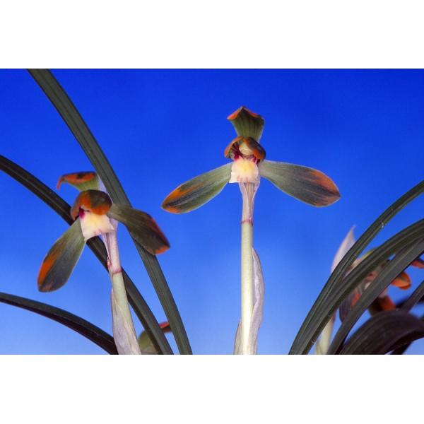 大輪で黄緑の弁の先端には朱紅の覆輪が入る逸品、日輪（にちりん）です。新木上木３条立・根巻き仕立でのお届けとなります。