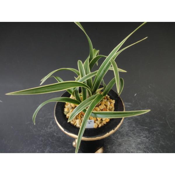 葉先が鋭く尖り鮮明な覆輪に縞芸も現す、稲妻（いなずま）です。新木上木３条立・根巻き仕立でのお届けとなります。