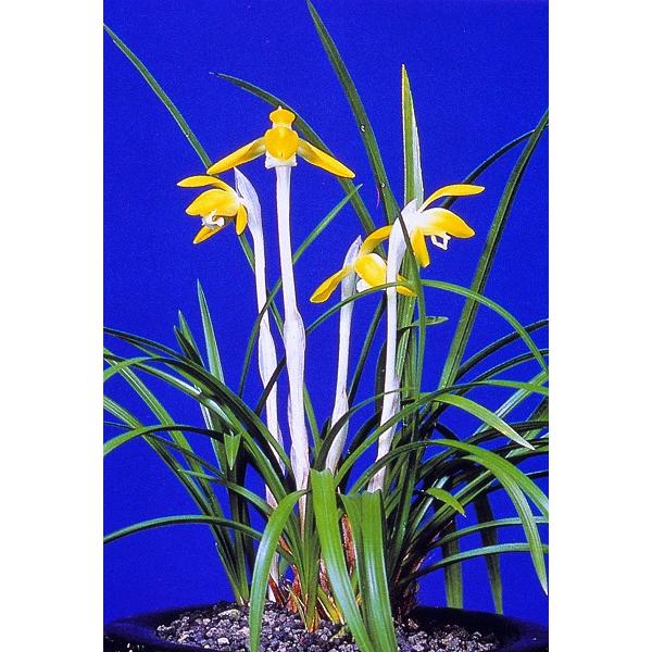 主、副弁共に肉厚で水仙弁の大輪平肩咲き。黄花素心の銘花、黄麗殿（こうれいでん）です。新木上木３条立・根巻き仕立でのお届けとなります。