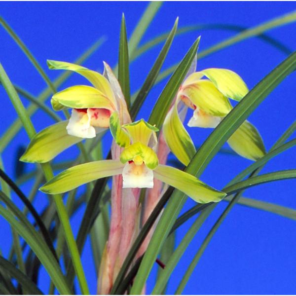 紺の爪覆輪黄花、黄冠（こうかん）です。新木上木３条立・根巻き仕立でのお届けとなります。