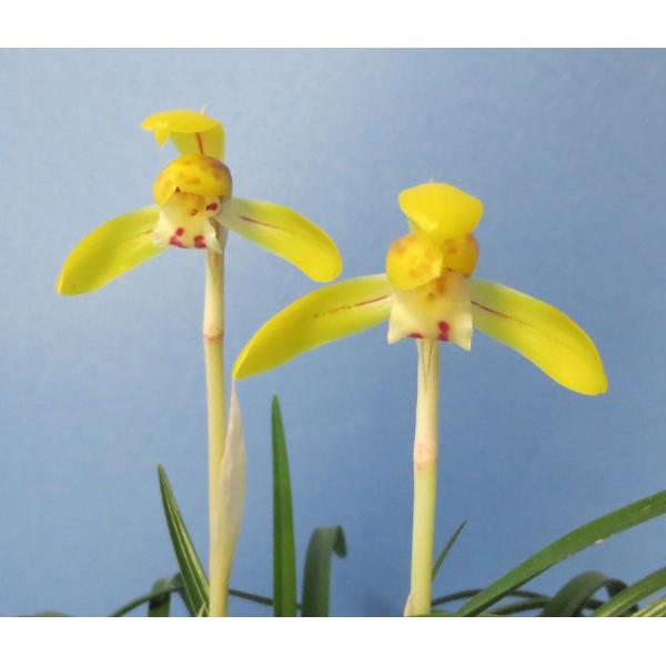 後冴え性の黄花、煌星（こうせい）です。新木上木３条立・根巻き仕立でのお届けとなります。