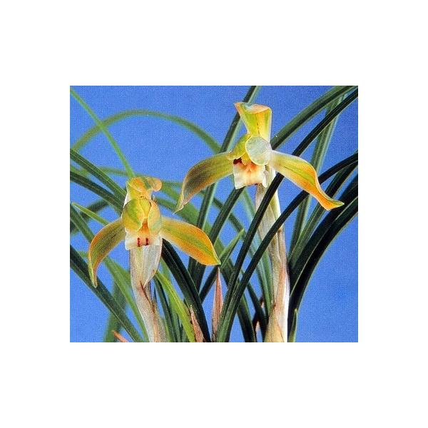 肉厚幅広弁の大輪、緑色に紅色の縞斑柄で水仙弁、紅孔雀（べにくじゃく）です。新木上木３条立・根巻き仕立でのお届けとなります。