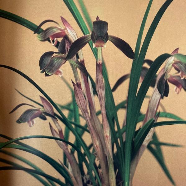 赤紫色の大輪花、紫天竜（してんりゅう）です。新木上木３条立・根巻き仕立でのお届けとなります。