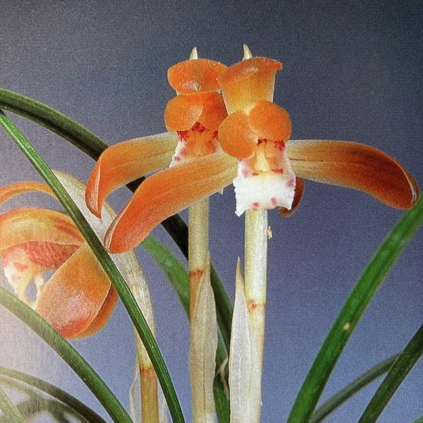 長円弁の平肩咲き。赤紅色花の天恵（てんけい）です。新木上木３条立・根巻き仕立でのお届けとなります。