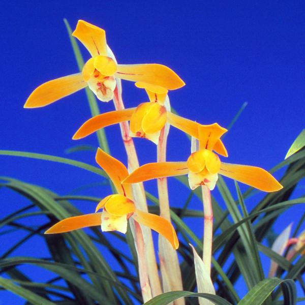 明るい朱金色の大輪、幅広で長円弁の平肩咲きの織姫（おりひめ）です。新木上木３条立・根巻き仕立でのお届けとなります。