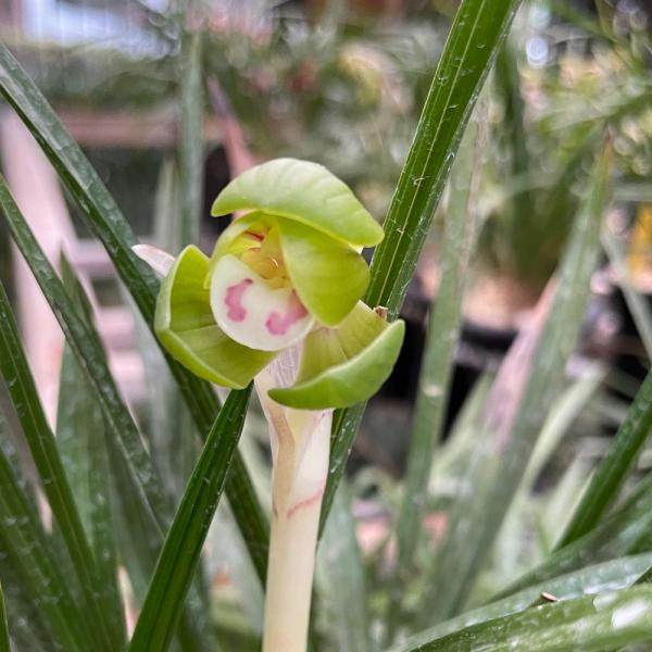 立ち葉で豆花の良花の桃太郎（ももたろう）です。新木上木３条立・根巻き仕立でのお届けとなります。