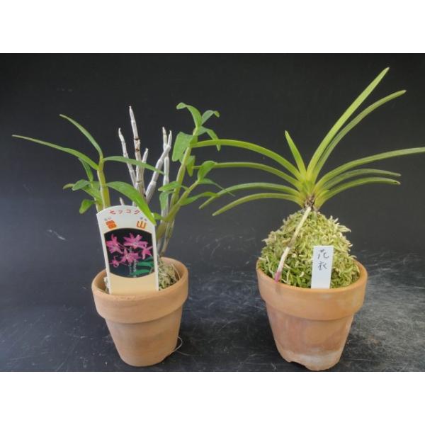 富貴蘭と石斛花物の２鉢セットです。品種はおまかせください。素焼鉢に植え込んであります。ラベル付。画像はセット内容の一例です。初心者の方にもおすすめです。送料無料!!