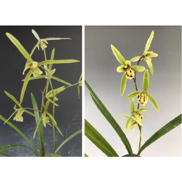 貴婦人・平城の２種セットです。初心者の方にもおすすめです。送料無料!!