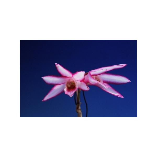 シッキメンセ×セッコク。白地の花弁に赤い覆輪が入る。大型種。