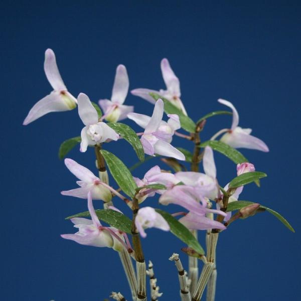 赤花の含み咲き。花付き良く強健。