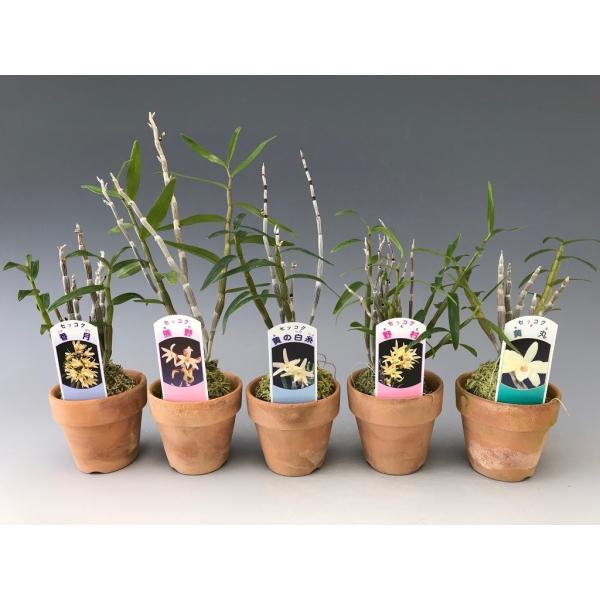 育てやすく、花つきも抜群です！石斛花物の黄花を５種類セットにしました。送料無料!!