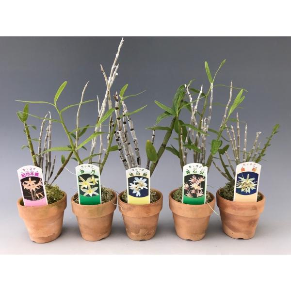 育てやすく、花つきも抜群です！石斛花物の黄花を５種類セットにしました。送料無料!!