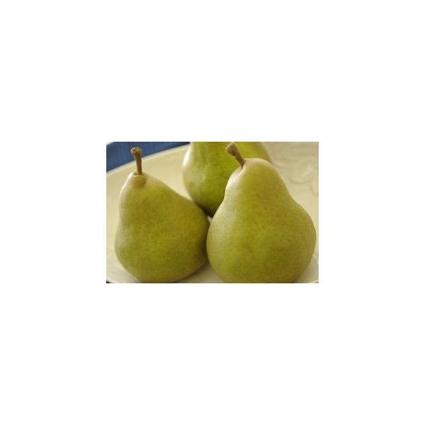 西洋梨オーロラ取寄販売 山形県の初秋に味わえる西洋梨を通販で。約5ｋｇ 約12玉〜約16玉 山形産