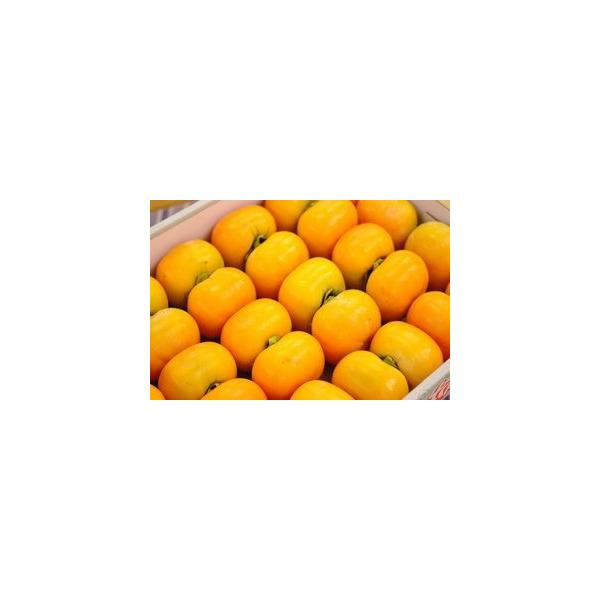 庄内柿通信販売 種が無くなめらかな食感の柿を販売取寄。ＭＡ〜Ｌサイズ 約5ｋ 約25玉〜約28玉 山形産