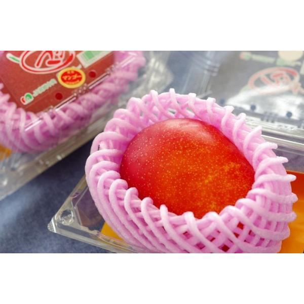 宮崎産マンゴー通販 完熟アップルマンゴー販売。大玉1玉 約400ｇ