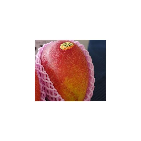 完熟マンゴー　1玉入れ　【沖縄県産】