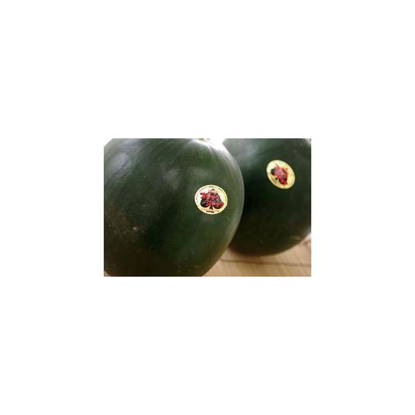 種なし西瓜通販 ブラックジャックスイカの販売。皮が黒色で果肉は赤色。お中元に 千葉・他産地 1玉