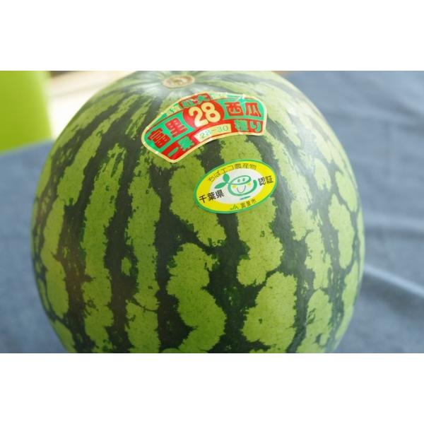 富里西瓜通販 千葉産。一果取りスイカ販売取寄。果物ギフト1玉  Ｌ〜4L
