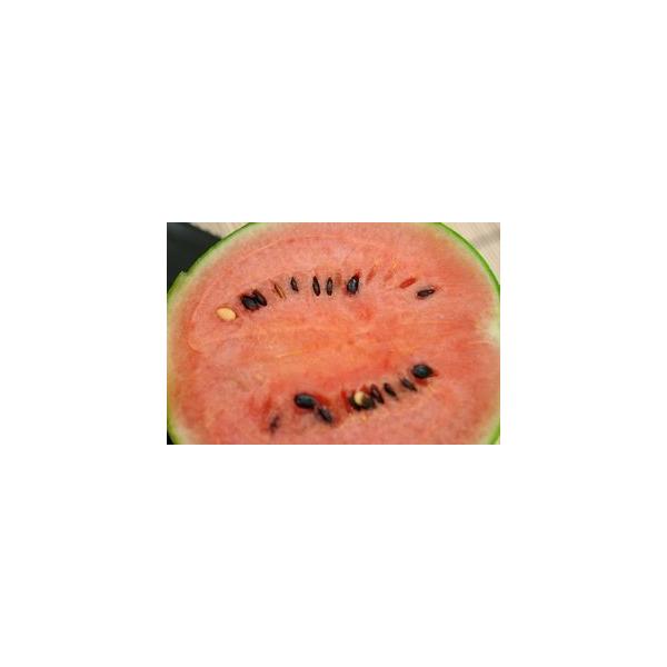 植木西瓜通信販売 熊本県植木町産スイカを販売。果物ギフトに Ｌ〜４Ｌ 2玉