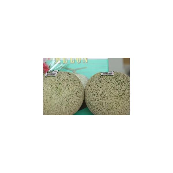 旭村アンデスメロン販売 茨城産。糖度の見えるメロンを通販で。果物ギフトに 糖度14度 秀品 2玉