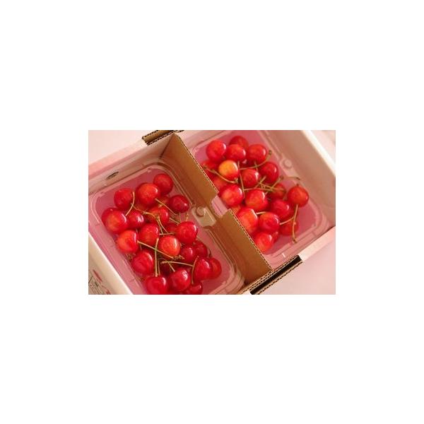 お中元さくらんぼ佐藤錦販売 200ｇ×2Ｐ Ｍ〜Ｌ 山形さくらんぼ通販ギフト
