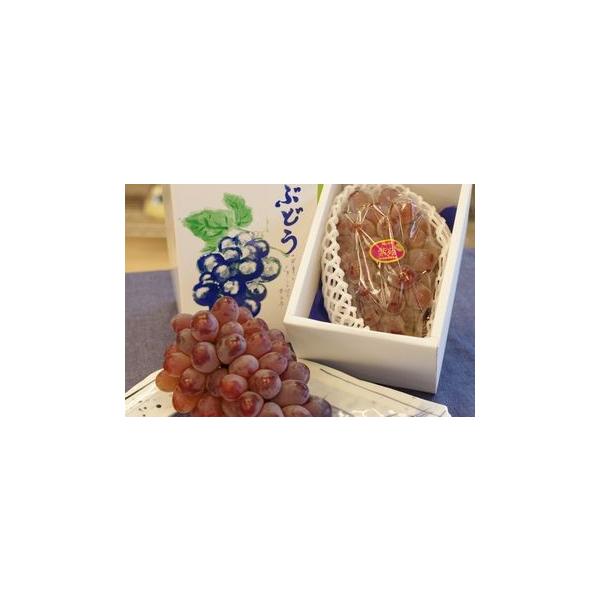 紫苑（しえん）葡萄通販 糖度約18度の岡山県冬ぶどうを販売。大房 1房 約750ｇ