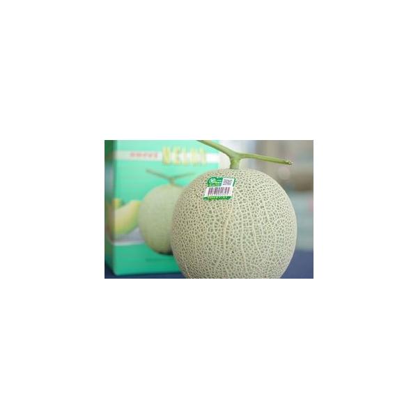 旭村マスクメロン通販 茨城産。糖度の見えるアールスメロンを販売。果物ギフトに 糖度約13度 1玉