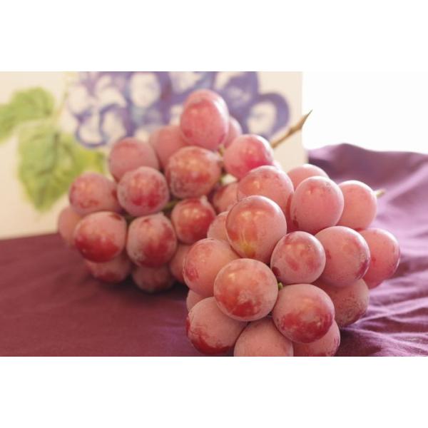 クイーンニーナ葡萄通信販売 大粒で種が無く高糖度な赤色系ぶどうを取寄。 2房 山梨・他産地