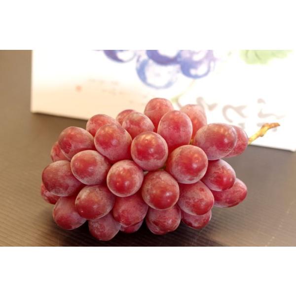 クイーンルージュ? ぶどう通販 長野県 種なし皮ごとＯＫの葡萄の販売 1房