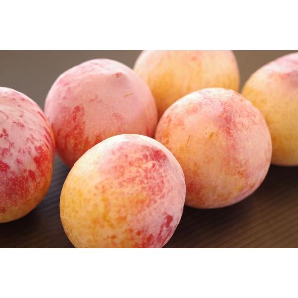 麗玉れいぎょく すもも李　長野県 約8玉〜約10玉