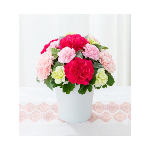 ◆母の日　花キューピット　母の日のフラワーギフト◆母の日お届けについて…５月8日(金)〜10日(日)のいずれかの日にちでのお届けとなります。・お届け日をご指定頂いた場合も、ご希望に添う事が出来ない場合がございます事を、ご理解ご寛容下さいます...