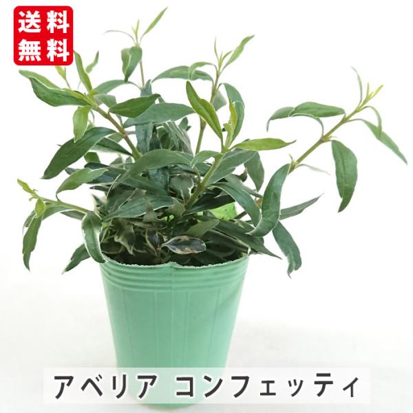 病気や害虫が少なく丈夫で刈り込みがいのあり生垣や街路樹にもよく使用されています。耐寒性、耐暑性に非常に優れ乾燥にも耐え丈夫で手間のかからない樹木 （常緑低木）です。日が少ないと花付が悪くなるため良く日に当てましょう。商品詳細科名 スイカズラ...