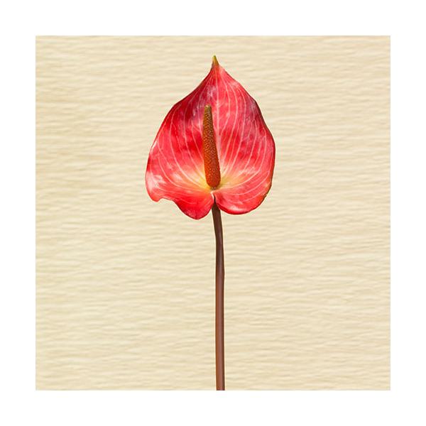 いつまでも残る思い出、アートフラワー 造花 ・消臭抗菌加工テルクリンとは紫外線量の少ないＬＥＤ電球や暗闇でも効果を持続する帝人エンジニアリング製の消臭・抗菌剤 「テルクリン」を造花にコーティングしてあります。《商品詳細》分類：造花 アーティ...