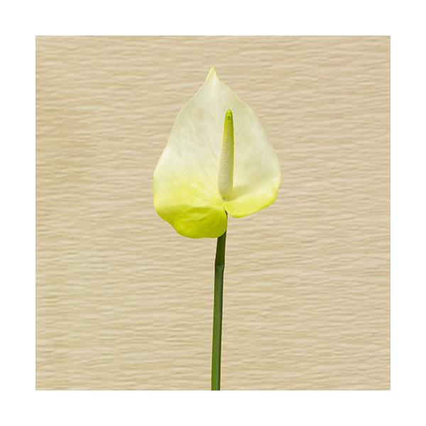 いつまでも残る思い出、アートフラワー 造花・消臭抗菌加工テルクリンとは紫外線量の少ないＬＥＤ電球や暗闇でも効果を持続する帝人エンジニアリング製の消臭・抗菌剤 「テルクリン」を造花にコーティングしてあります。《商品詳細》分類：造花 アーティフ...