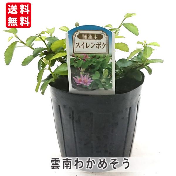 盆栽の仕立てように最適です。耐寒性がないので鉢やプランターで栽培し、冬が来る前に室内に移します。水切れは、花やつぼみが落ちる原因となりますので、十分に注意しましょう。日の良く当たる、風通しの良い戸外で管理します。商品詳細科名 シナノキ科　ウ...