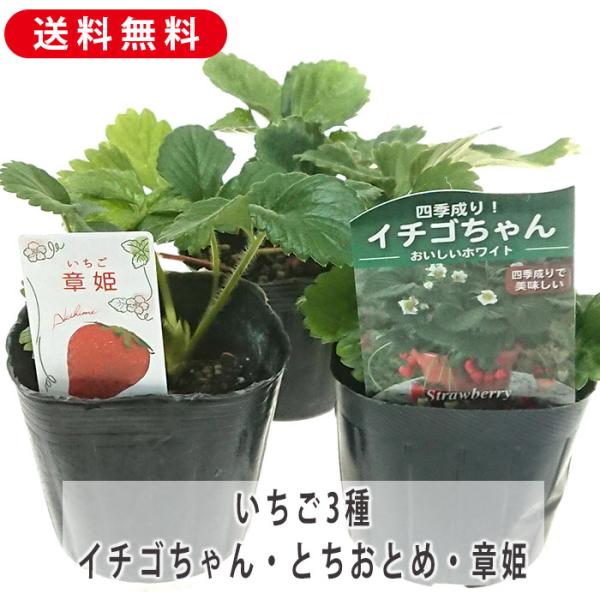 品名札( とちおとめ）が無いため訳あり販売。イチゴ苗 食べ比べ3種セット 品種候補【イチゴちゃん あきひめ とちおとめ 】。3種類のいちごが入っているので食べ比べが出来ます。日光の良く当たる場所で育ててください、真夏は葉焼け防止のために半日...