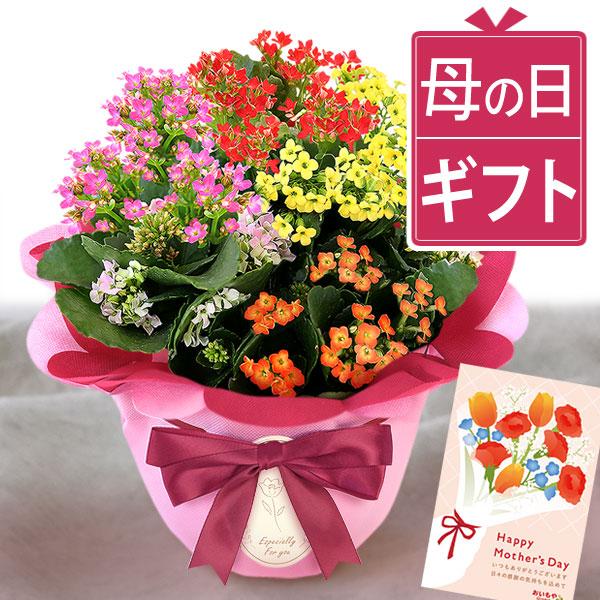 【おすすめ用途】母の日 2026 母の日ギフト 母の日プレゼント mothersday ギフト プレゼント gift 贈り物 【贈る相手】女性 母 お母さん 義母 妻 祖母 継母 おばあちゃん 義実家 40代 50代 60代 70代 80代...
