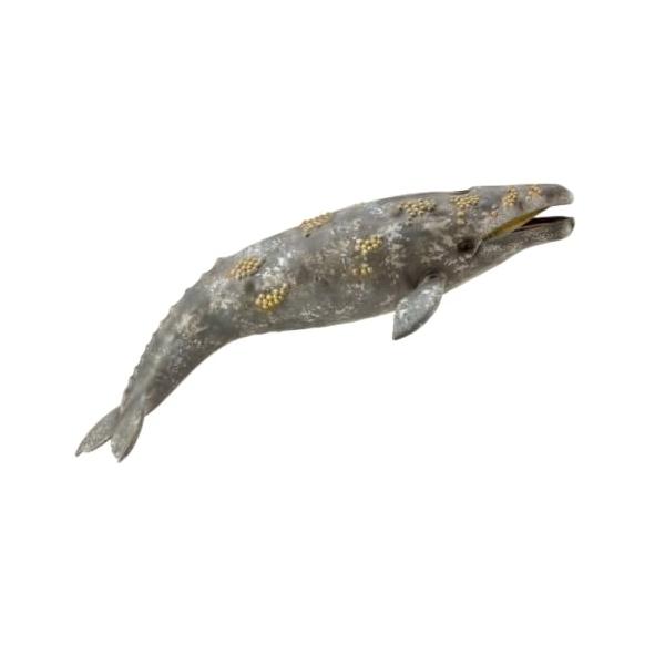【商品概要】22.8cm x 5.5cm。材質:プラスチック性別:ジュニアカラー:グレー対象年齢:2~12歳【商品説明】【商品詳細】ブランド：COLLECTA商品種別：おもちゃ商品名：コククジラ 88836製造元：COLLECTA商品番号：...