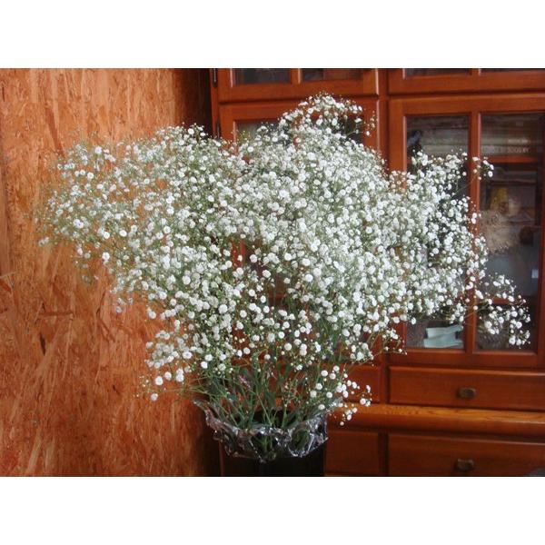 バラに良く合うかすみ草です　花束にボリュームがでます。かすみ草1束で、20本程度のバラの花束に適当な量です。（参考画像は3束分の分量です）お好きな束数、バラの花束と一緒にご購入ください。【ご注意】※かすみ草のみでのご注文はできません。バラの...