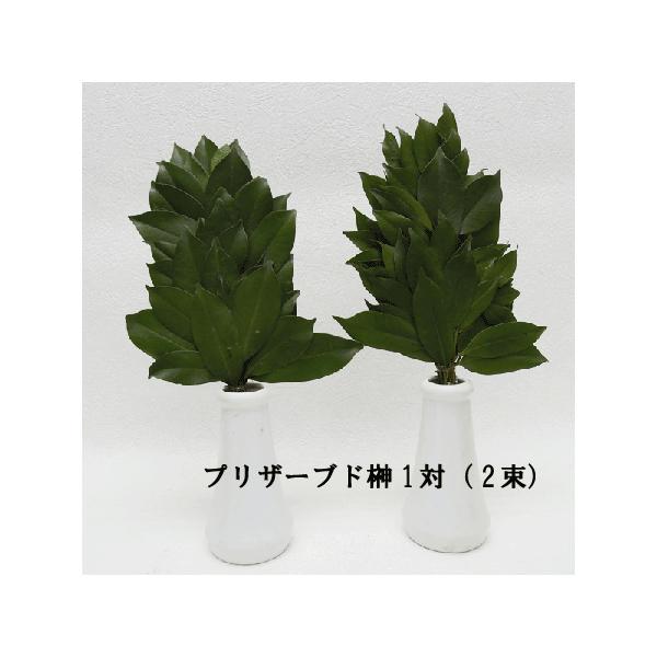 サカキ1対(2束入)全長約30cm (生木をプリザーブド加工した束)