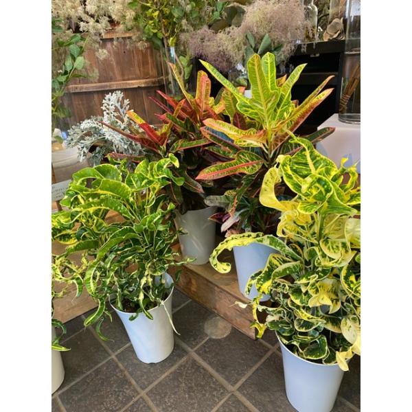 クロトン プルダウンからお選びください鉢の大きさ、素材：6号、プラスチック（皿なし）植物の大きさ：画像にてご確認ください※お送りする個体によって個体差があります。熱帯性の低木熱帯気分満載の植物です。暑さにも比較的強く、暑い夏にぴったりの植物...