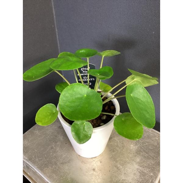 大人気ペペロミオイデス オシャレなプラスチック鉢に植付けしています。お部屋などに飾ると可愛くてオシャレとても丈夫で飾りやすい観葉植物です。初心者さんにも安心して育てることができます。まん丸の葉っぱがとても大人気です。まん丸の葉に一目惚れしち...