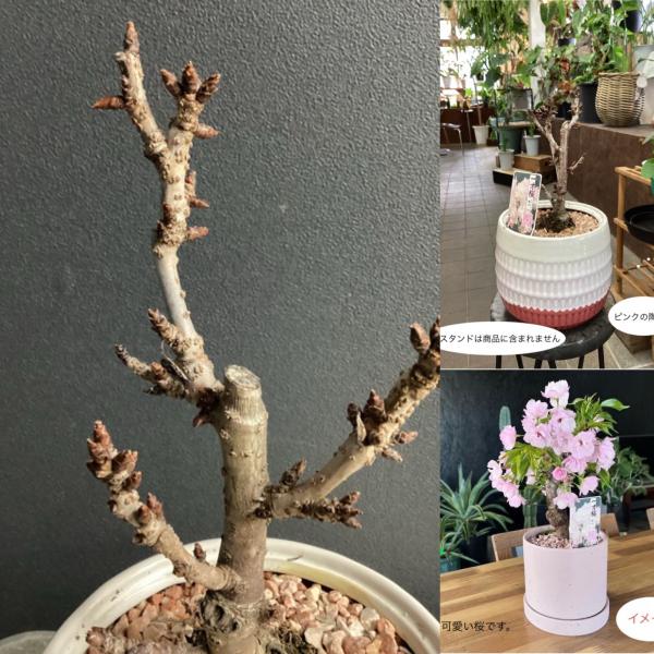 みんな大好きな一才桜 旭山桜が室内で楽しめます。お部屋でお花見一才桜とは若木のうちからお花を咲かせる小型の桜品種（代表は旭山）鉢植えや盆栽として室内、ベランダで楽しめます。ピンクの八重咲が特徴的鉢の大きさ、素材：約5号　陶器鉢（皿なし）※陶...